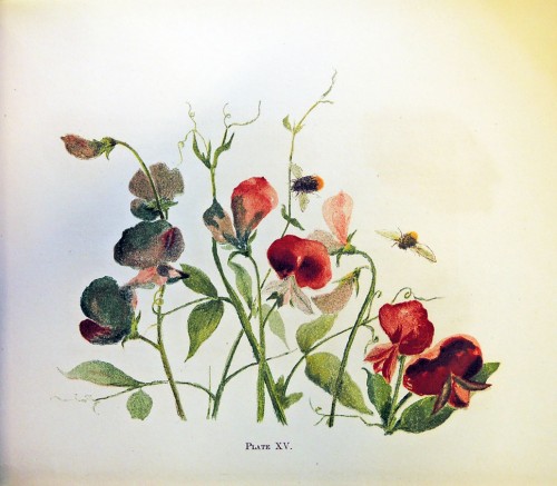 A Lesson in Brushwork with Elizabeth Yeats | Graphic Arts