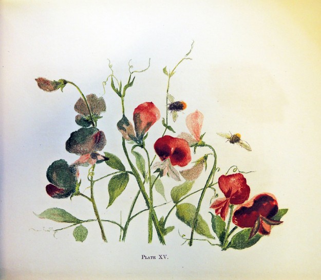 A Lesson in Brushwork with Elizabeth Yeats | Graphic Arts