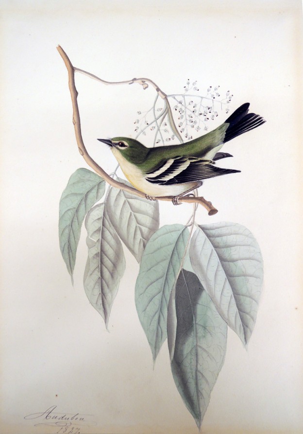 Audubon has flown | Graphic Arts