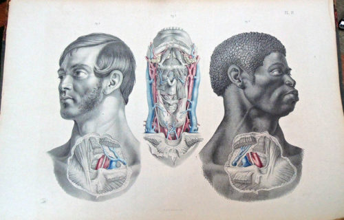 Race, Gender, and Anatomy | Graphic Arts