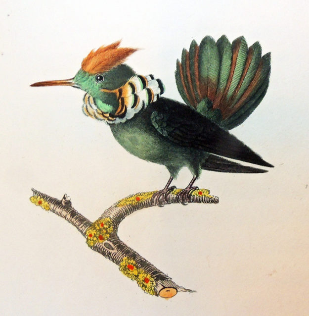 Lesson’s Hummingbirds and Birds of Paradise | Graphic Arts