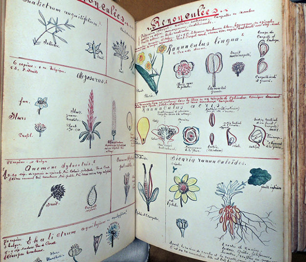 Dictionnaire de botanique | Graphic Arts