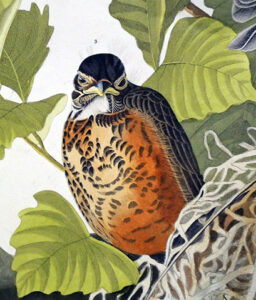 Graphic Arts | Exhibitions, acquisitions, and other highlights from the ...