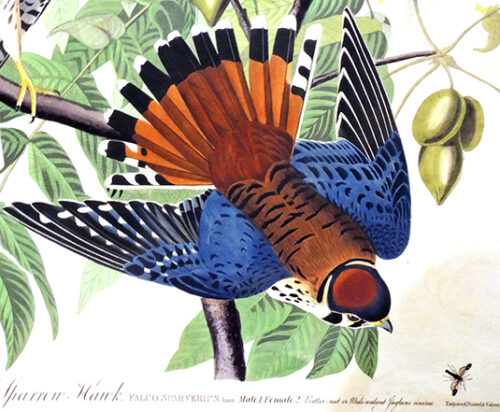 Graphic Arts | Exhibitions, acquisitions, and other highlights from the ...